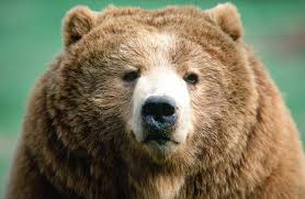 Bulgy Bears Hibernating in Picture Books | Cotsen Children’s Library